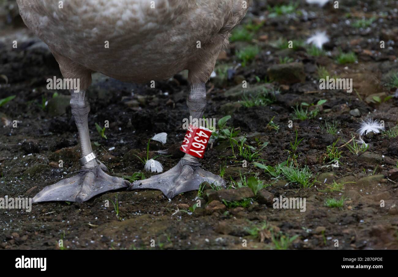 Swan legs with coloured identification rings Stock Photo - Alamy