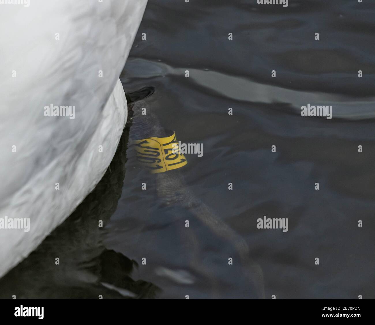 Swan legs with coloured identification rings Stock Photo - Alamy