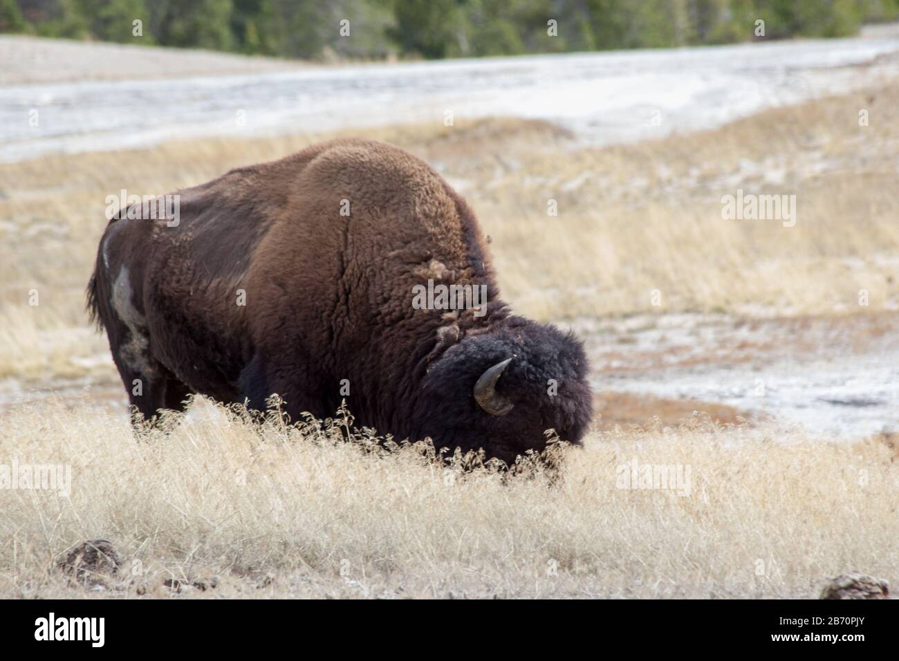 Buffalo outdoors in a feld Stock Photo - Alamy