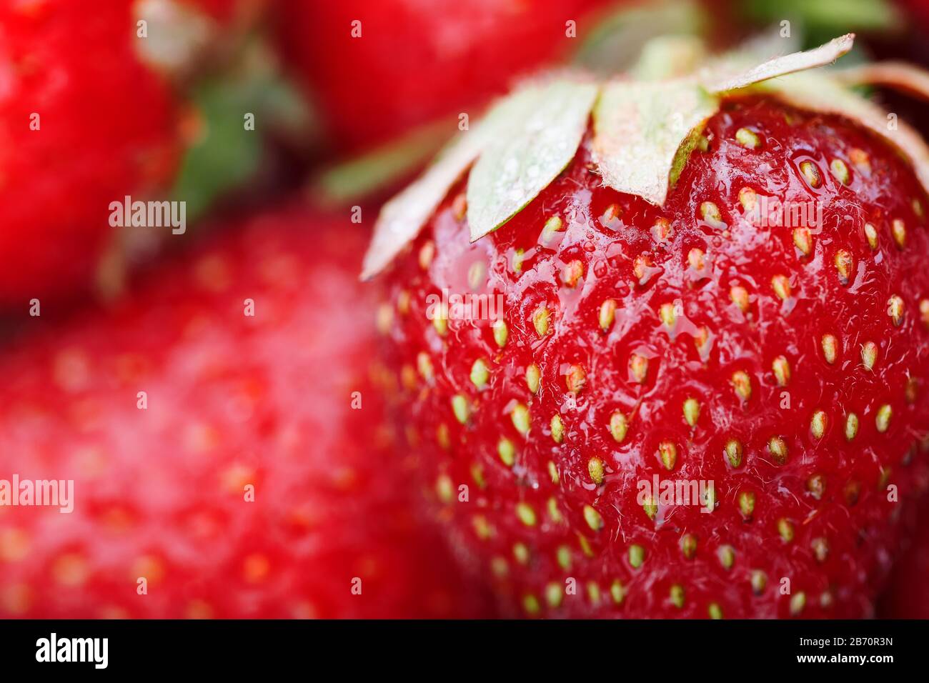 Juicy, ripe natural red strawberries without GMO. Strawberry - full ...