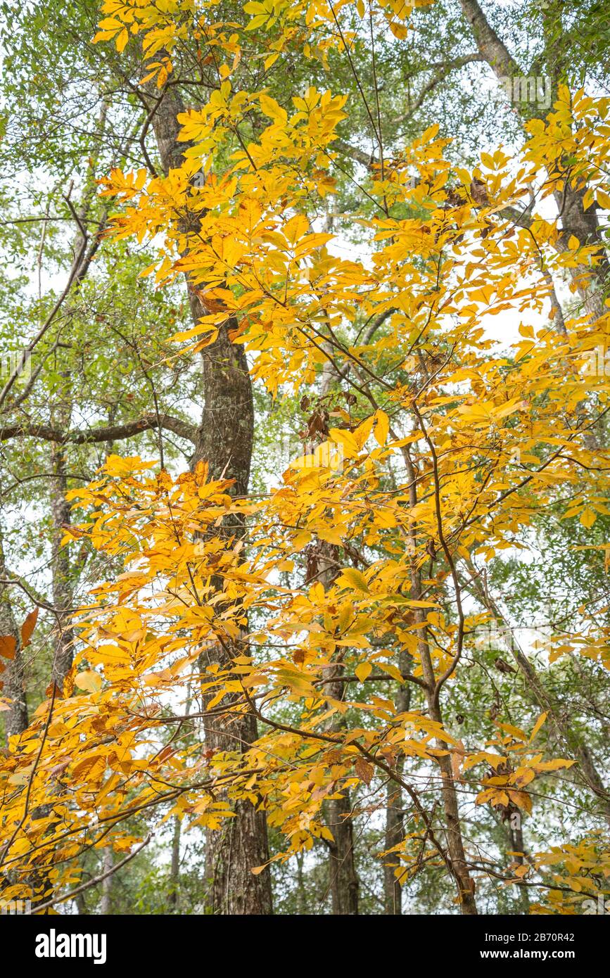 Yellow leaves in the fall season of the year in North Central Florida ...