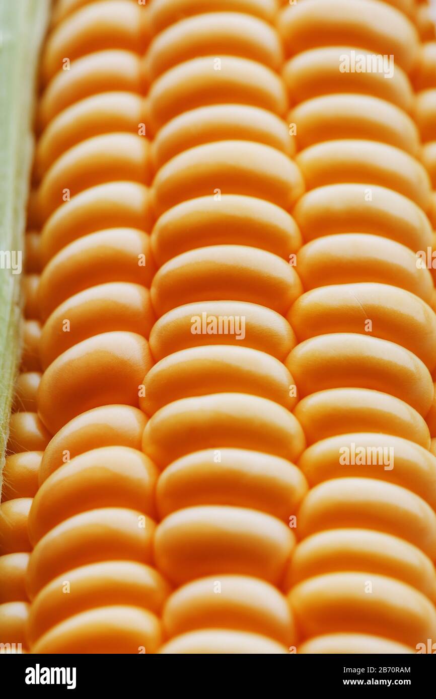 Ripe grains of golden corn closeup, harvest season, healthy organic ...