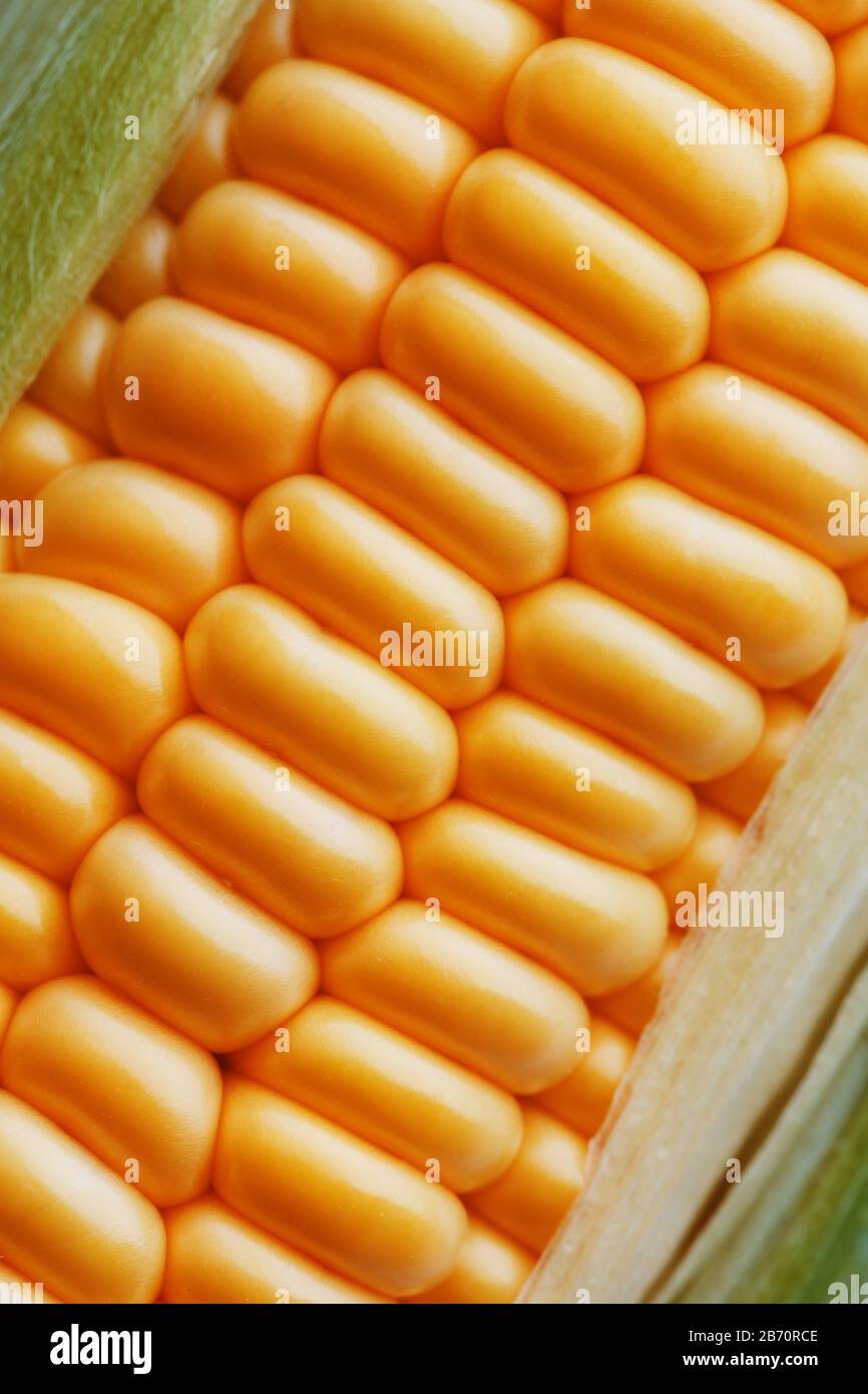 Ripe grains of golden corn closeup, harvest season, healthy organic ...