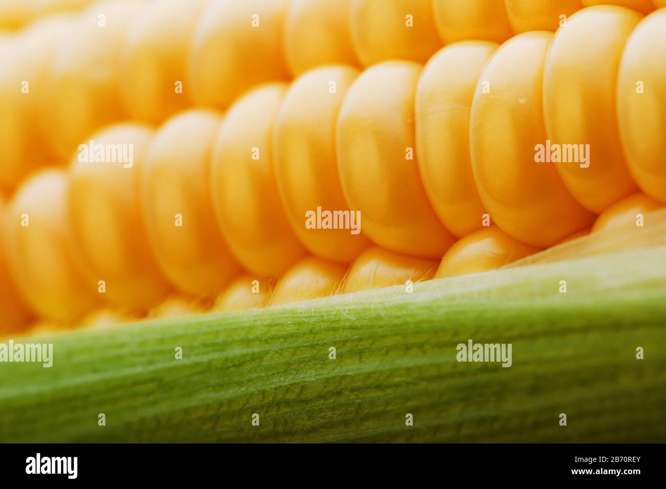 Ripe grains of golden corn closeup, harvest season, healthy organic ...