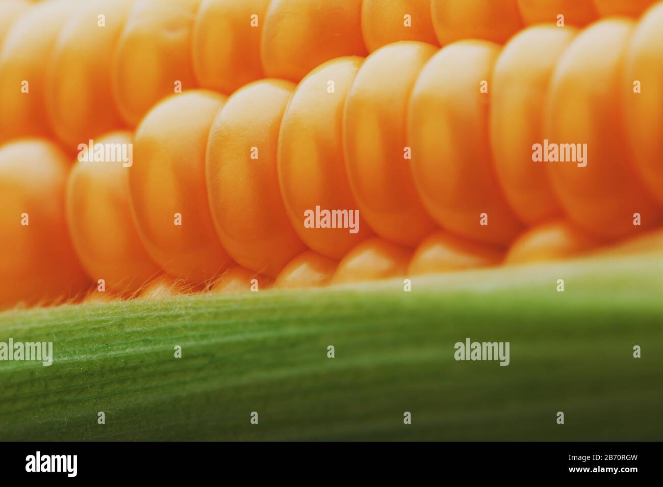 Corn grains in close-up closeup, rows of fresh and ripe yellow corn ...