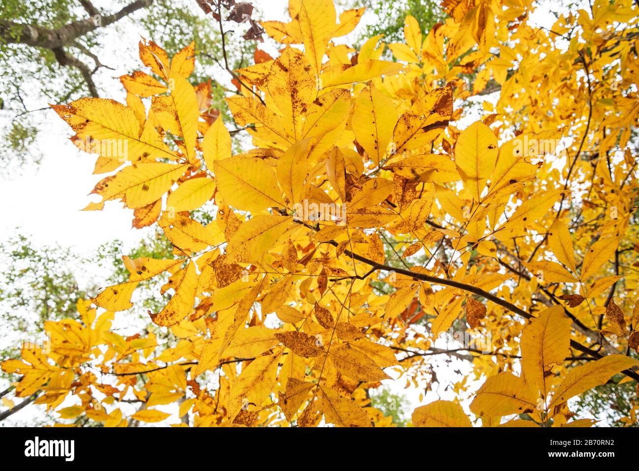 Yellow leaves in the fall season of the year in North Central Florida ...
