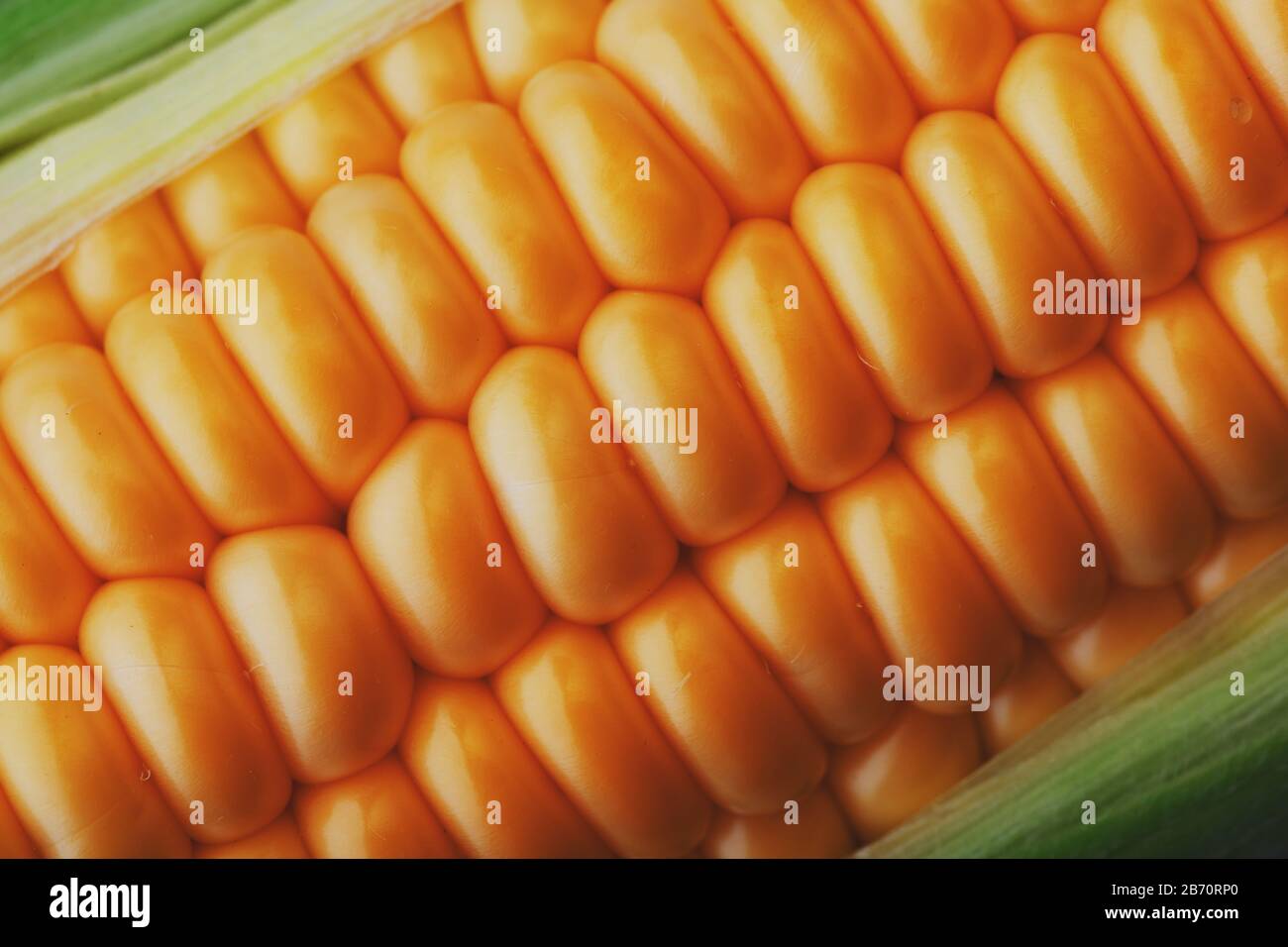 Corn grains in close-up closeup, rows of fresh and ripe yellow corn ...