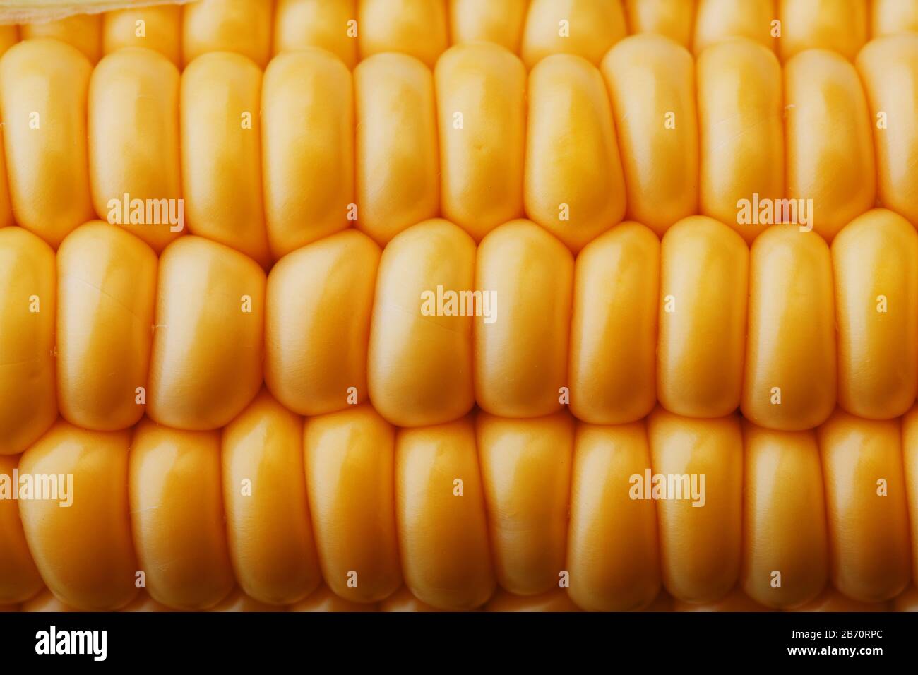 Ripe grains of golden corn closeup, harvest season, healthy organic ...