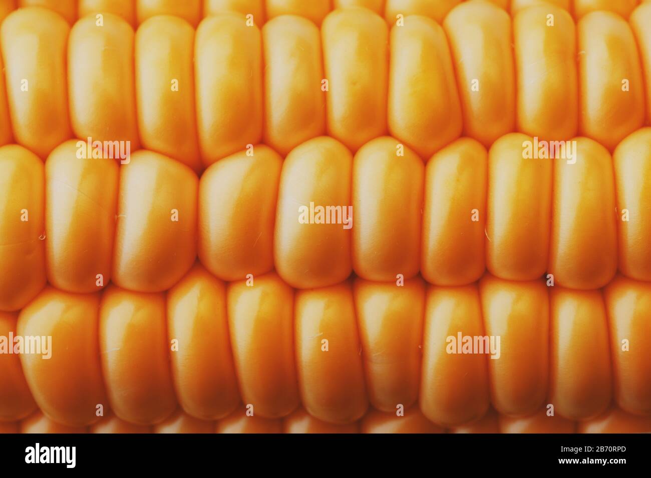 Corn grains in close-up closeup, rows of fresh and ripe yellow corn ...