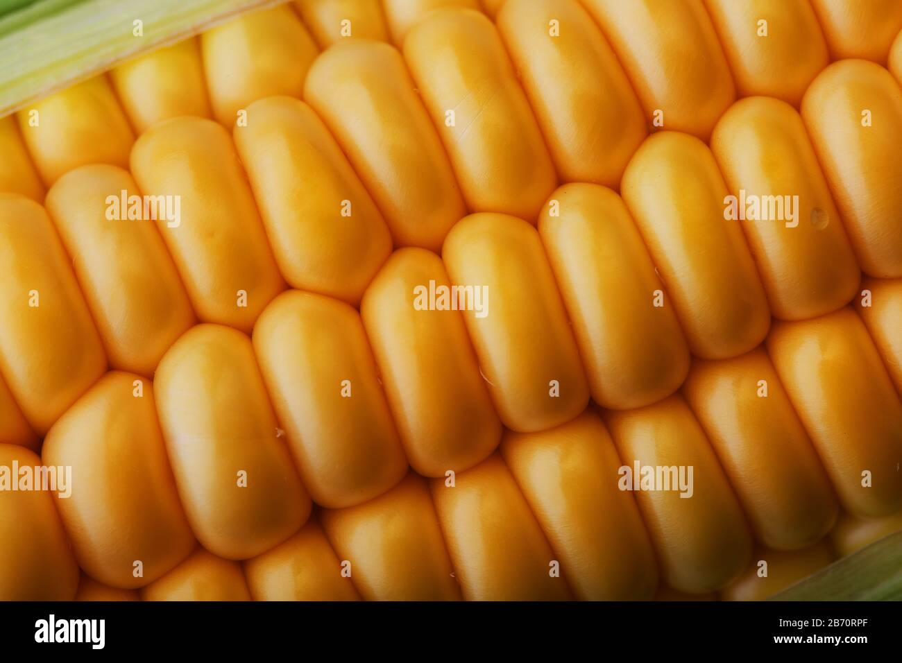Corn grains in close-up closeup, rows of fresh and ripe yellow corn ...