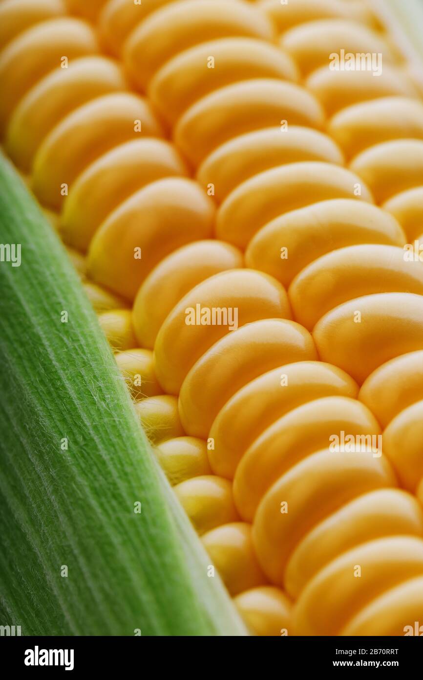 Corn grains in close-up closeup, rows of fresh and ripe yellow corn ...