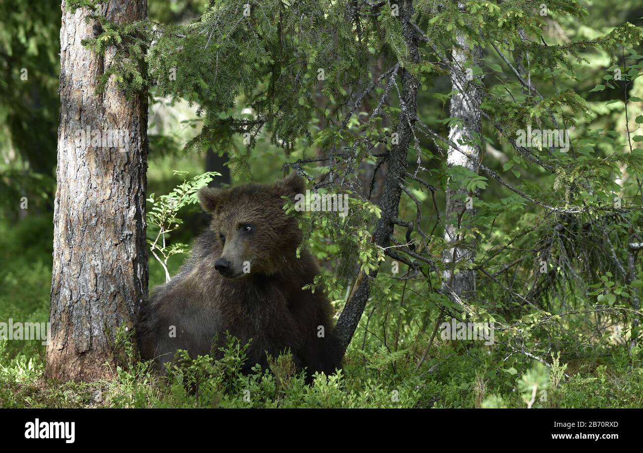 Little bear sits under a pine tree. Cub of Brown Bear in the summer ...