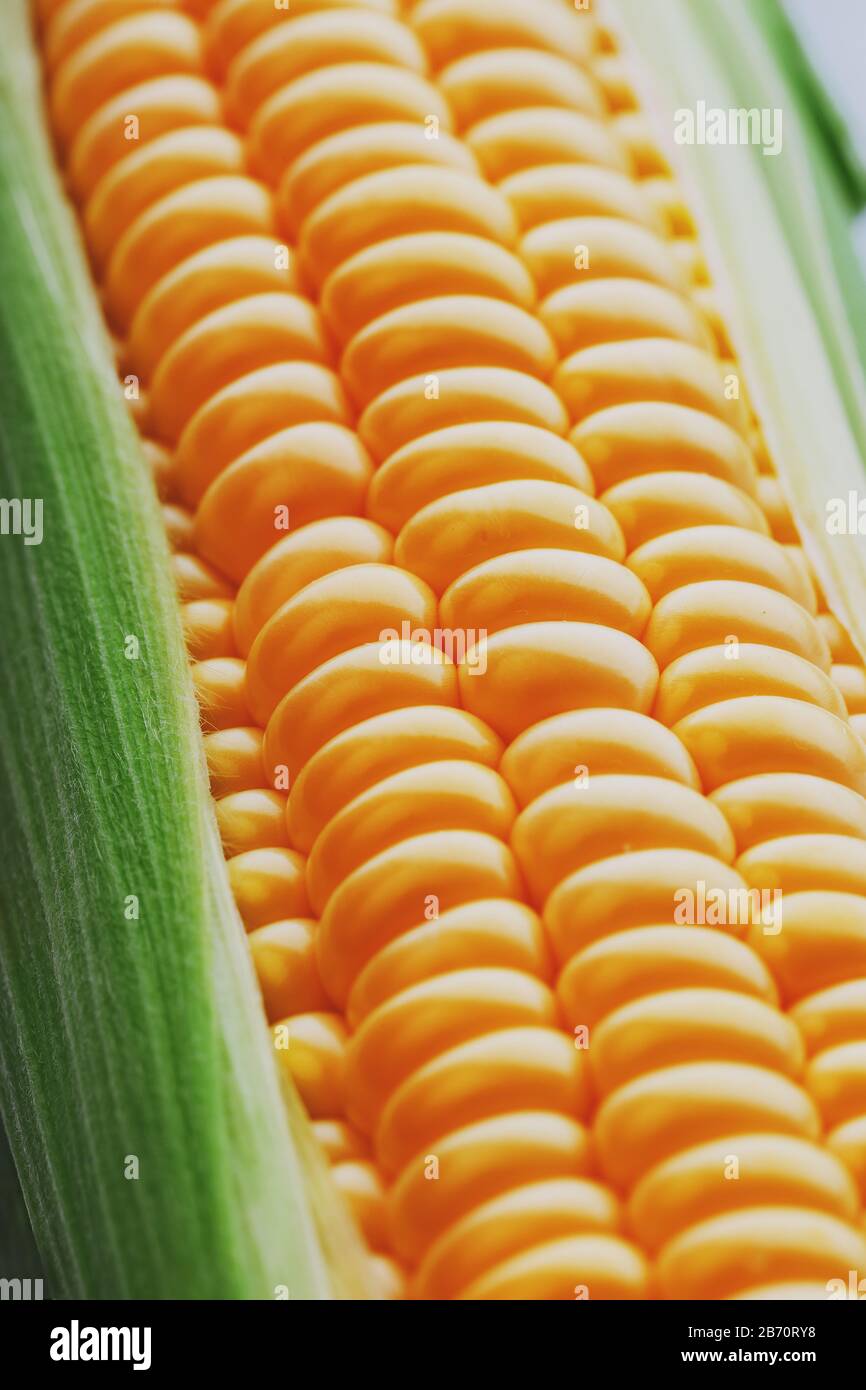 Corn grains in close-up closeup, rows of fresh and ripe yellow corn ...