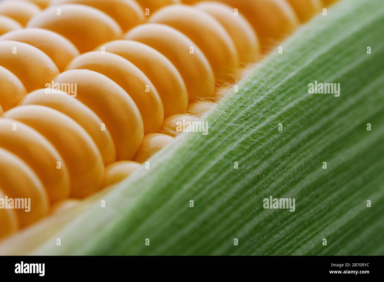 Corn grains in close-up closeup, rows of fresh and ripe yellow corn ...
