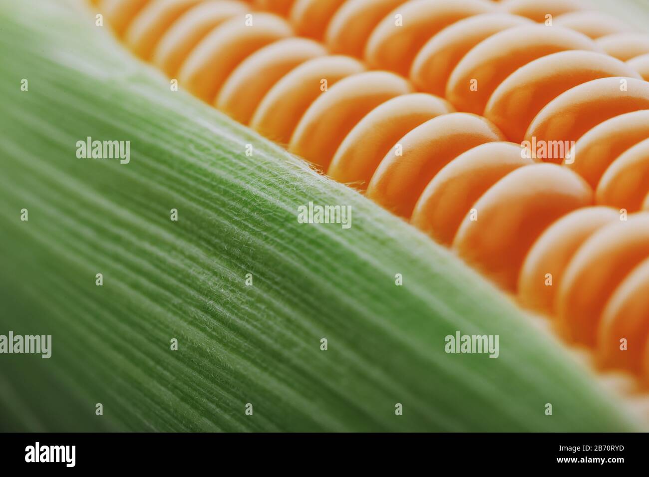 Corn grains in close-up closeup, rows of fresh and ripe yellow corn ...