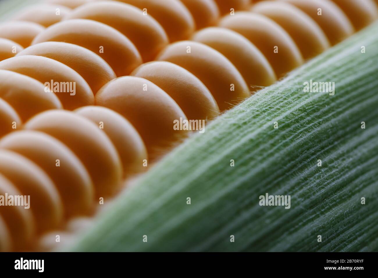 Ripe grains of golden corn closeup, harvest season, healthy organic ...