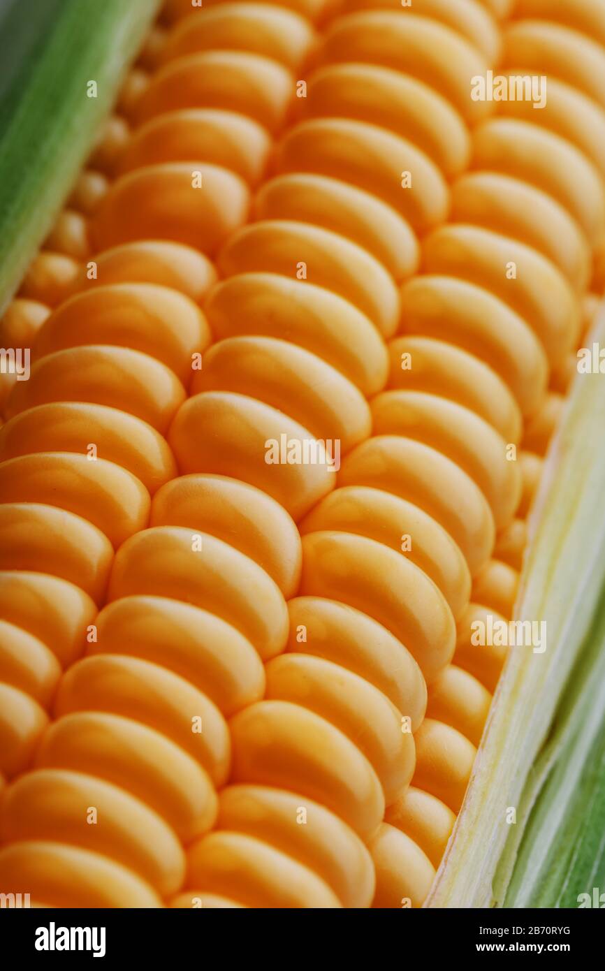 Ripe grains of golden corn closeup, harvest season, healthy organic ...
