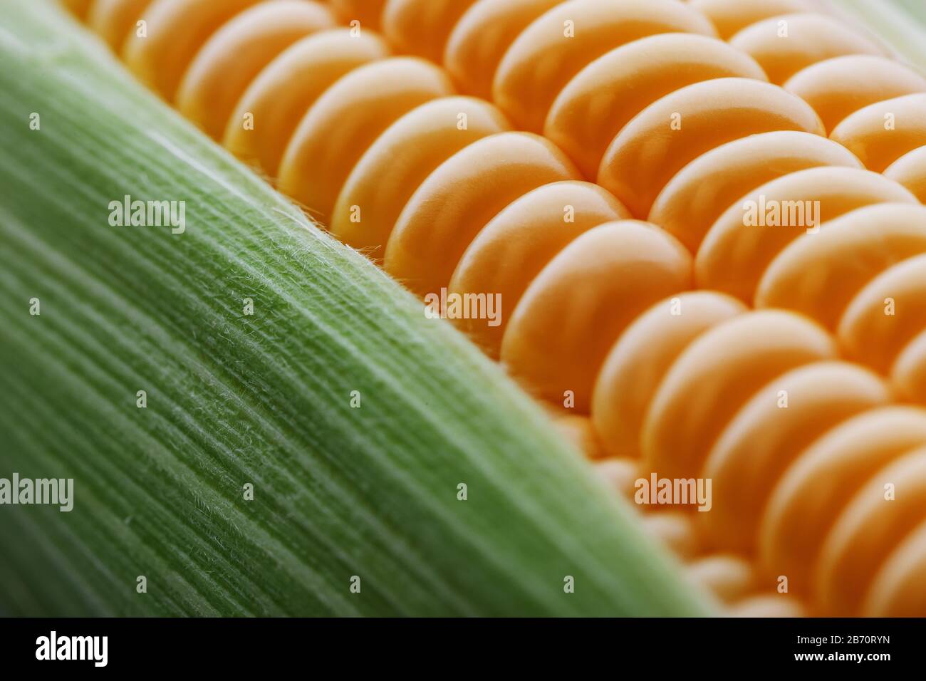 Ripe grains of golden corn closeup, harvest season, healthy organic ...