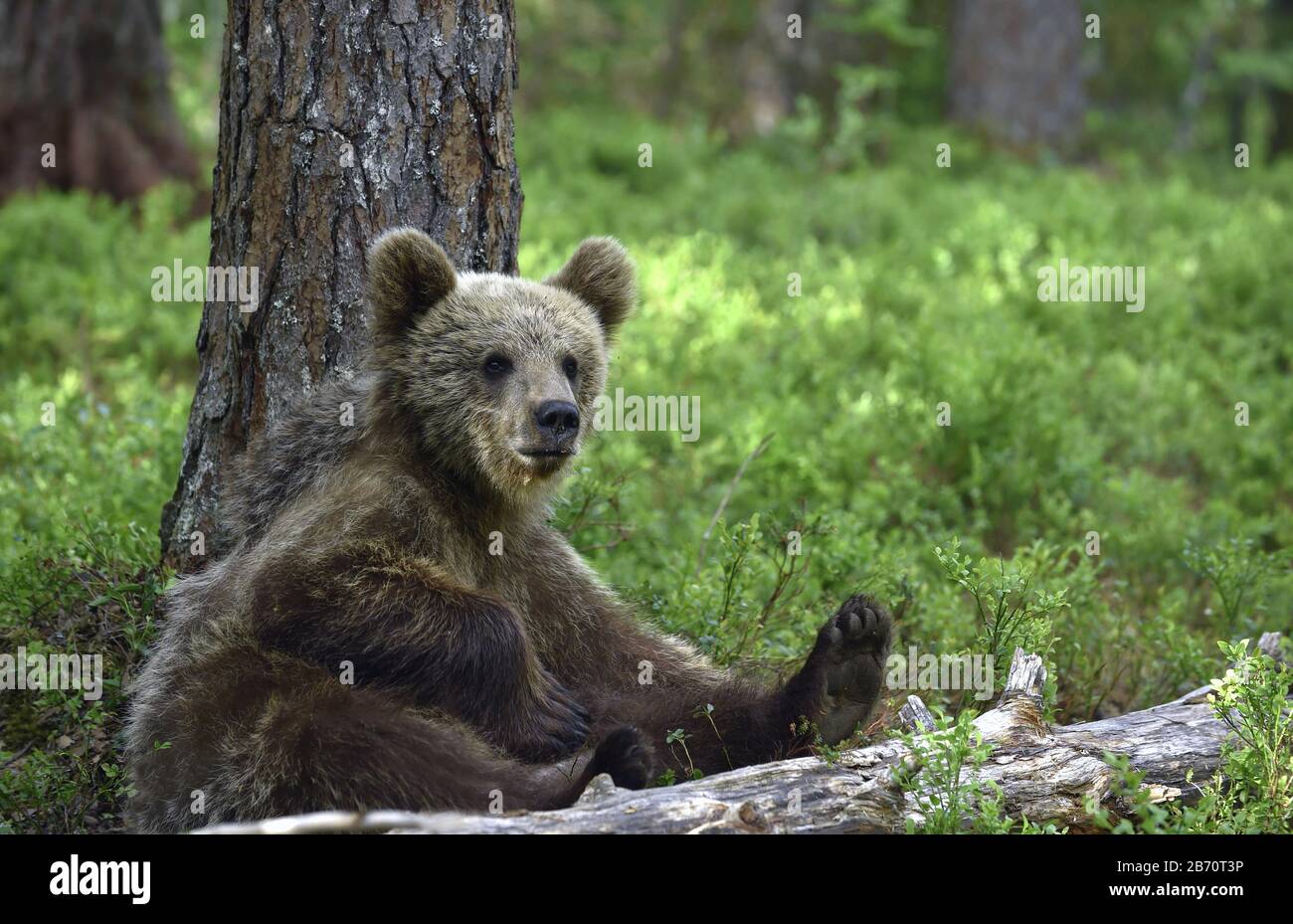Little bear sits under a pine tree. Cub of Brown Bear in the summer ...