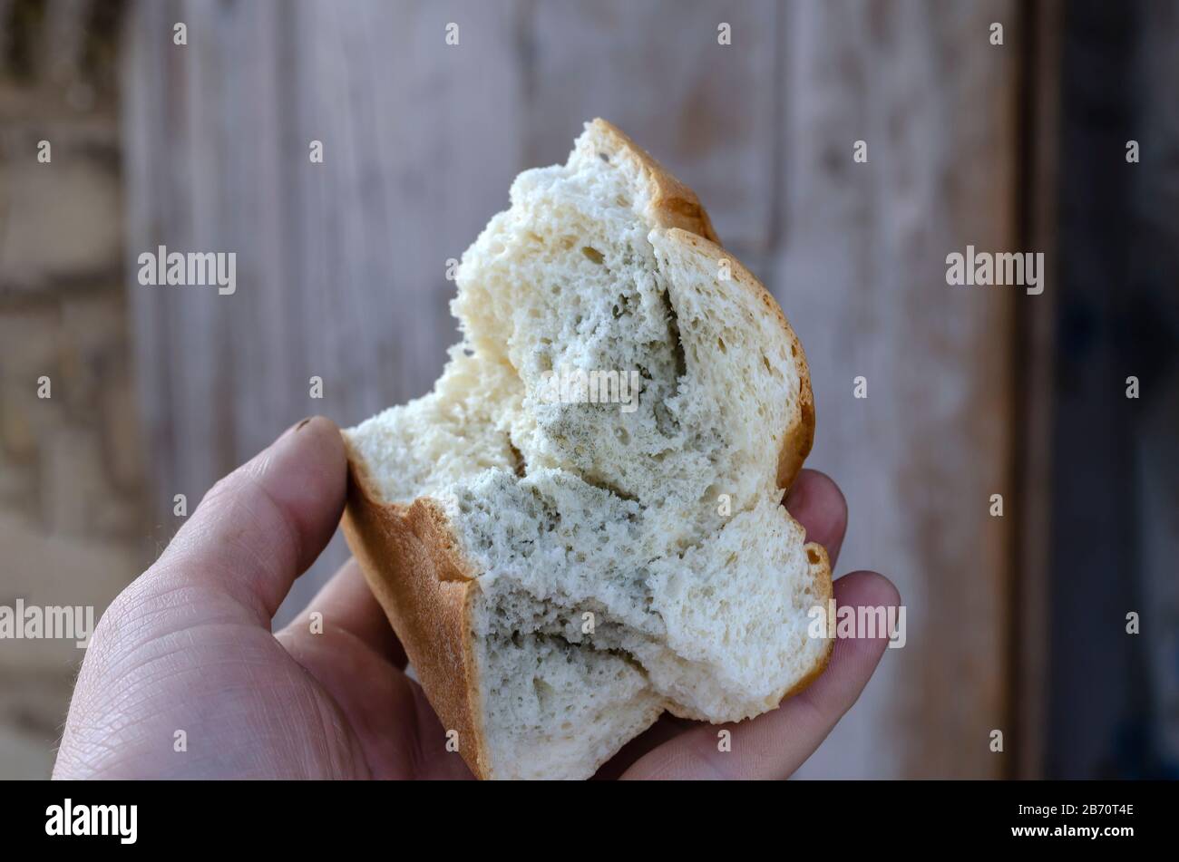 Hand holds moldy bread. A large piece of wheat bread in a male hand ...