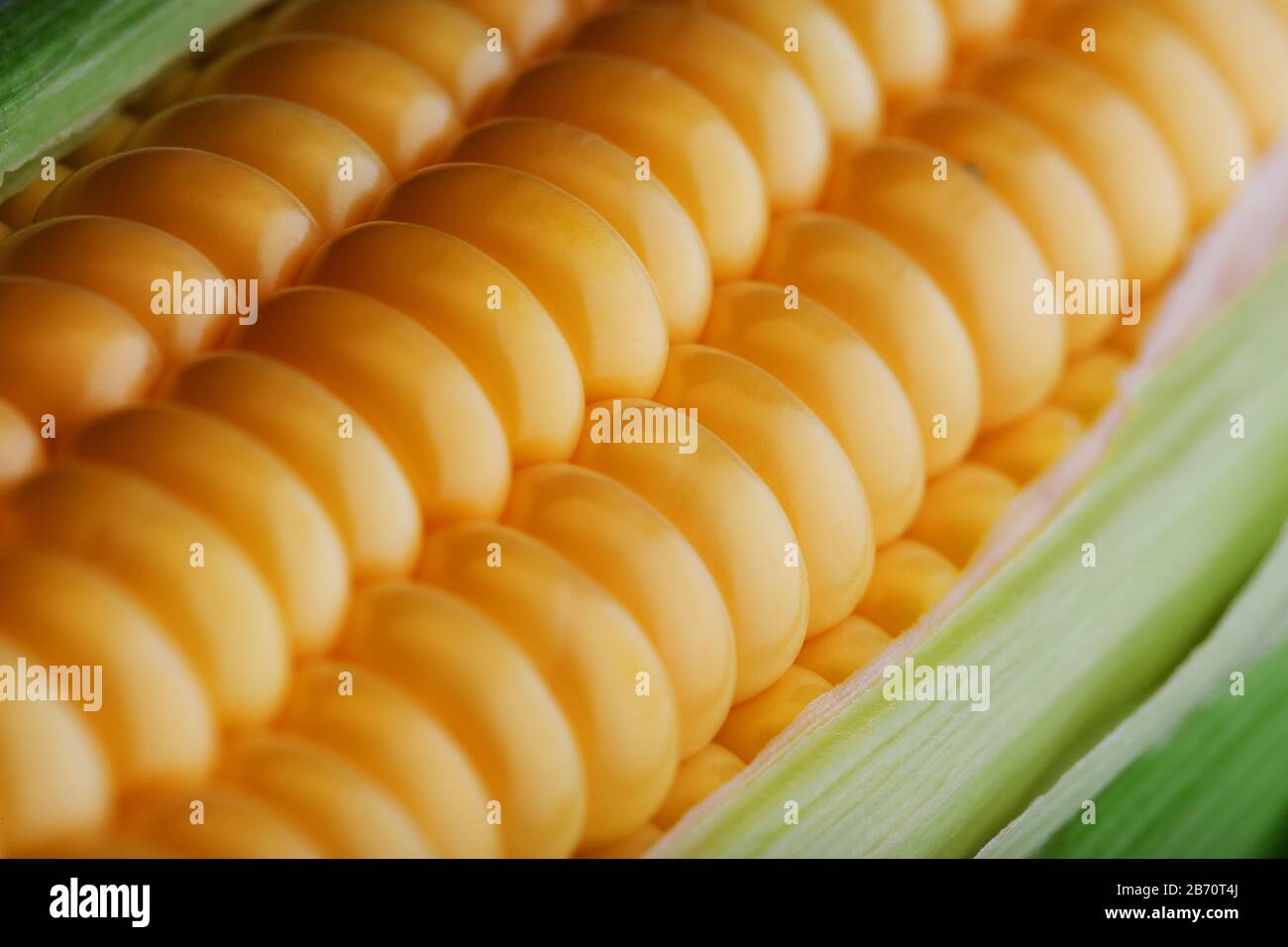 Corn grains in close-up closeup, rows of fresh and ripe yellow corn ...
