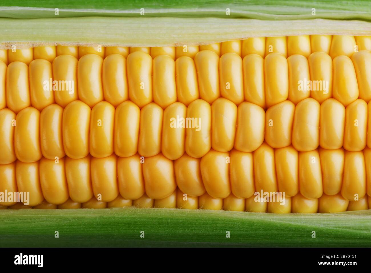 Corn grains in close-up closeup, rows of fresh and ripe yellow corn ...