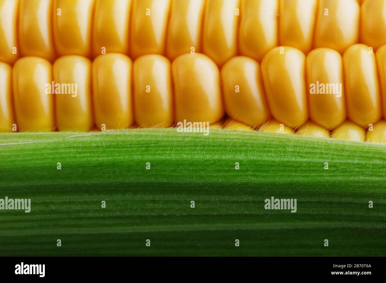 Corn grains in close-up closeup, rows of fresh and ripe yellow corn ...