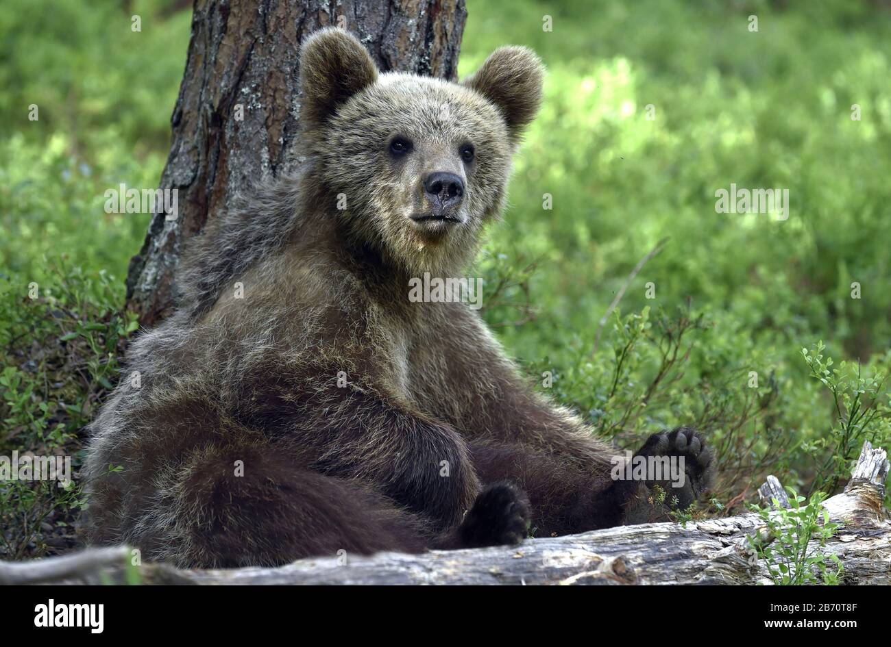 Little bear sits under a pine tree. Cub of Brown Bear in the summer ...