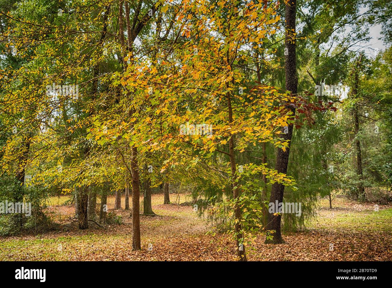 Yellow leaves in the fall season of the year in North Central Florida ...