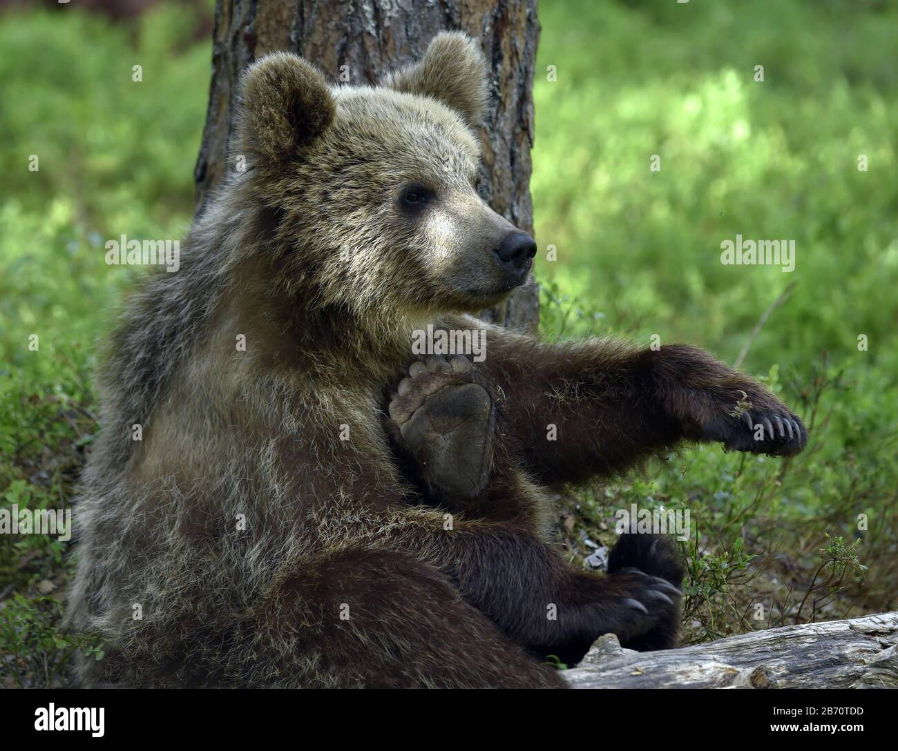 Little bear sits under a pine tree. Cub of Brown Bear in the summer ...