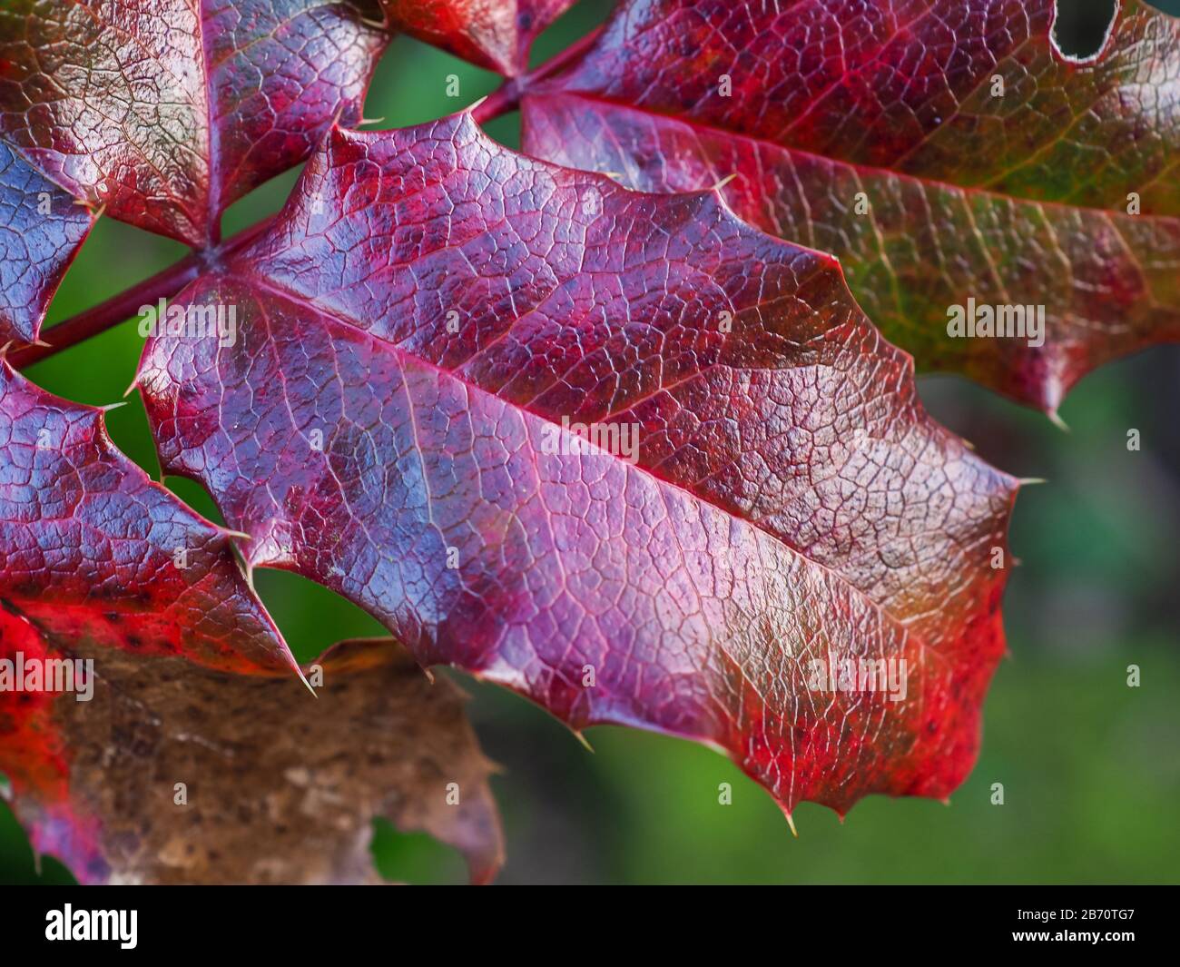 Holly leaf hi-res stock photography and images - Alamy