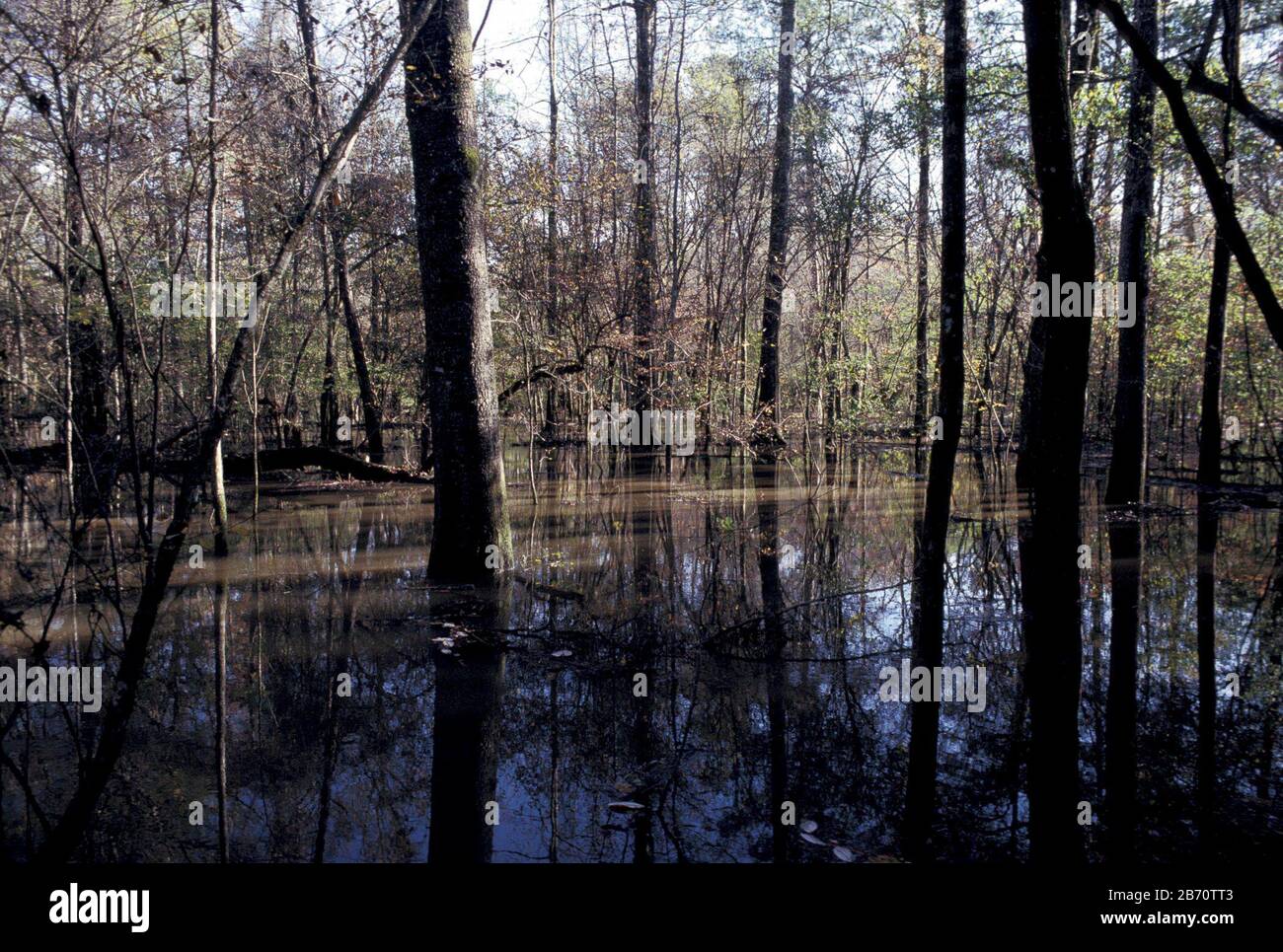 Big bayou creek hi-res stock photography and images - Alamy