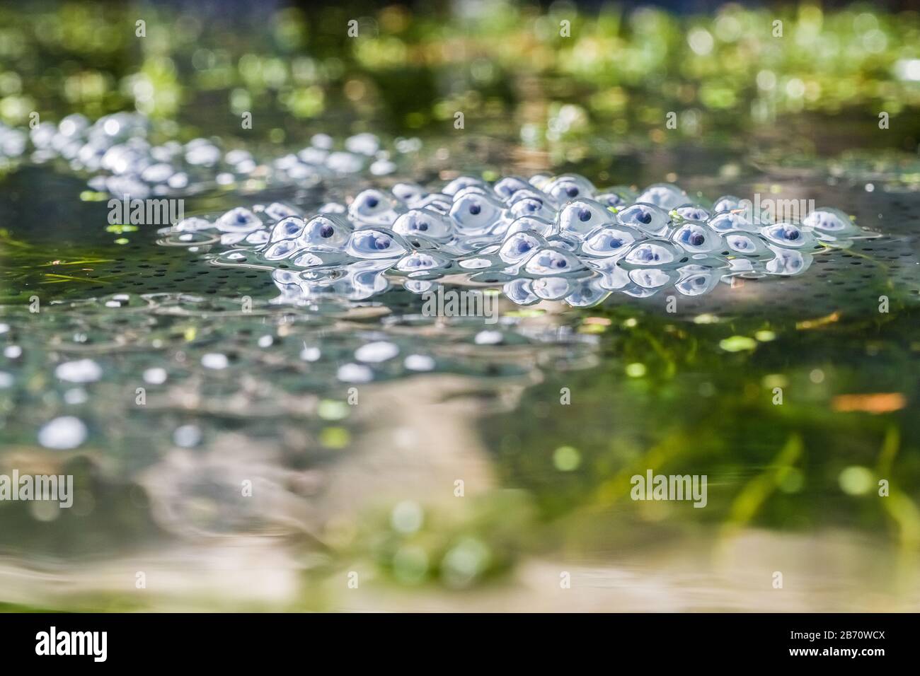 Frogspawn in a garden pond Stock Photo - Alamy
