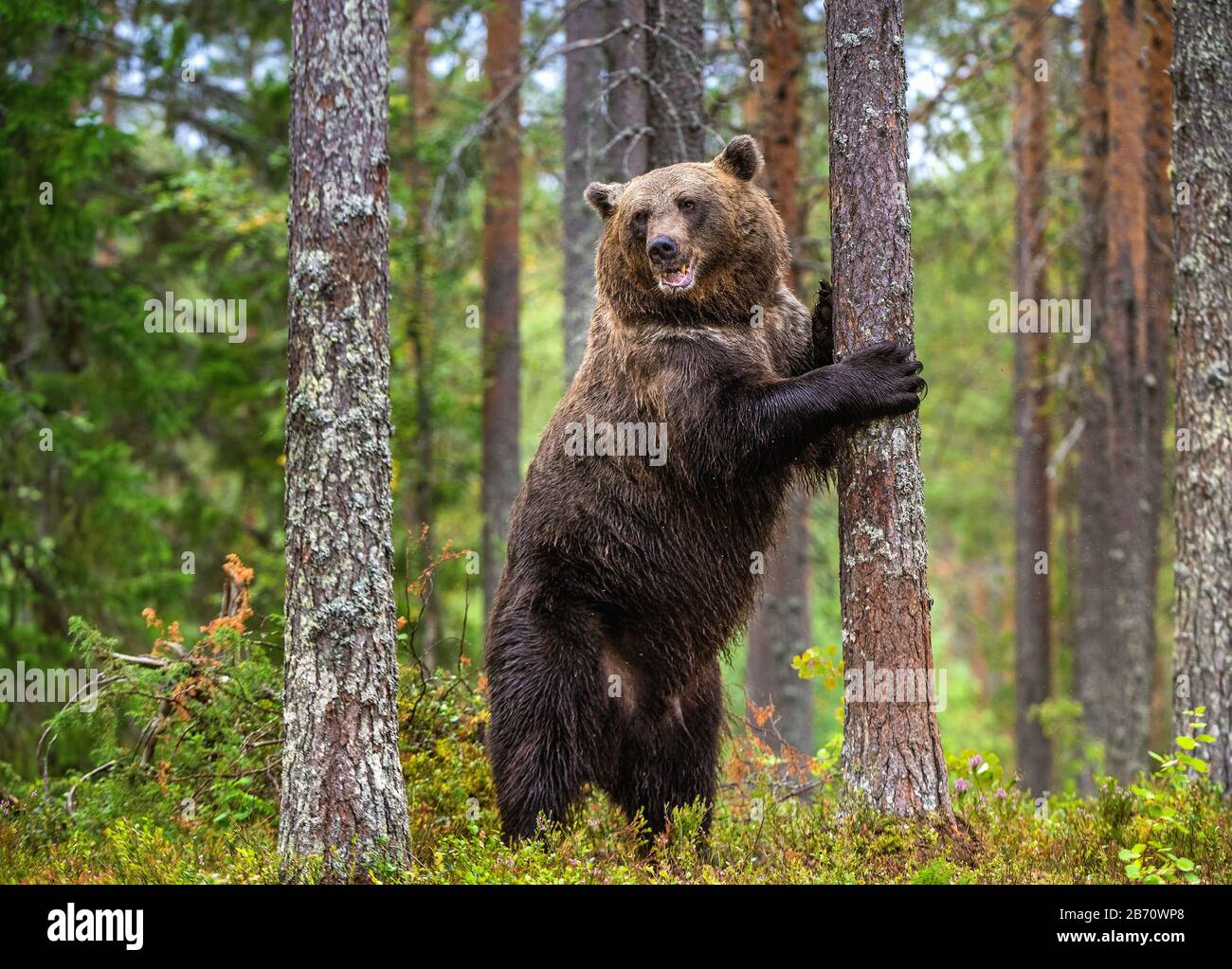 animals, arctos, bear, brown, fauna, forest, grizzly, mammals, nature ...
