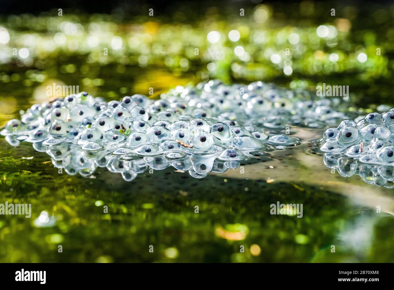 Frogspawn in a garden pond Stock Photo - Alamy