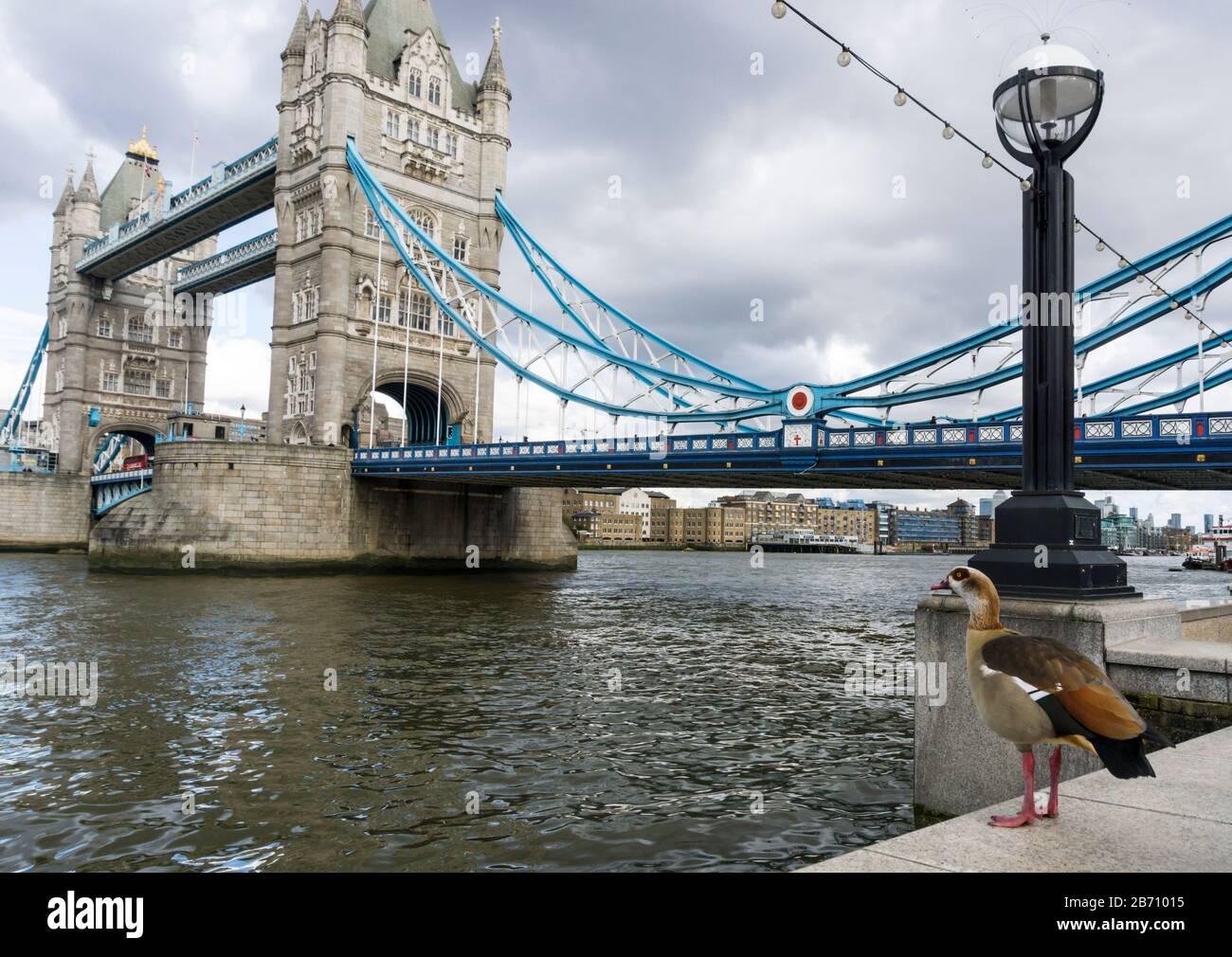 An Egyptian goose, Alopochen aegyptiaca, surveys Tower Bridge from the ...