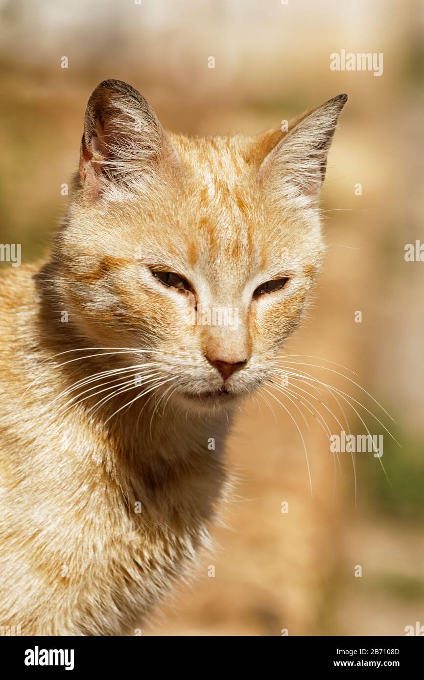Solo Cat High Resolution Stock Photography and Images - Alamy