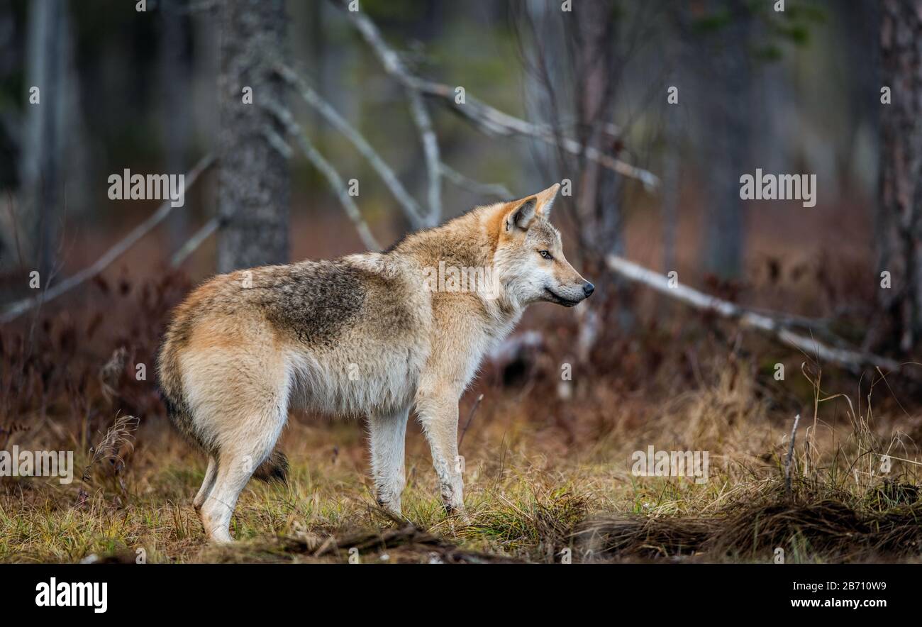 Eurasian wolf, also known as the gray or grey wolf also known as Timber ...