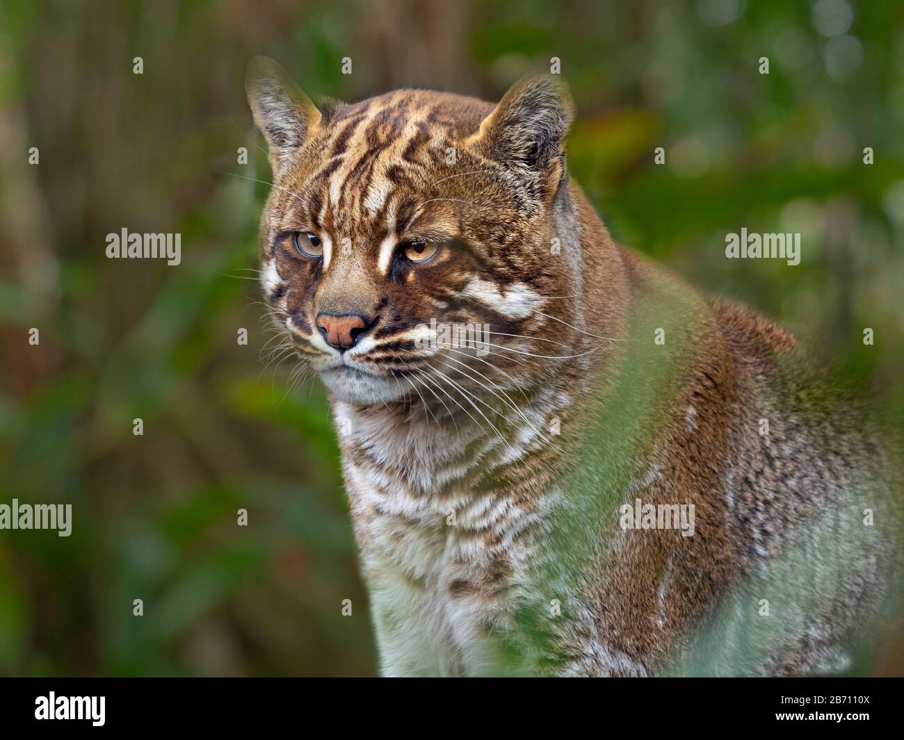 Asian Golden Cat Catopuma Temminckii High Resolution Stock Photography ...