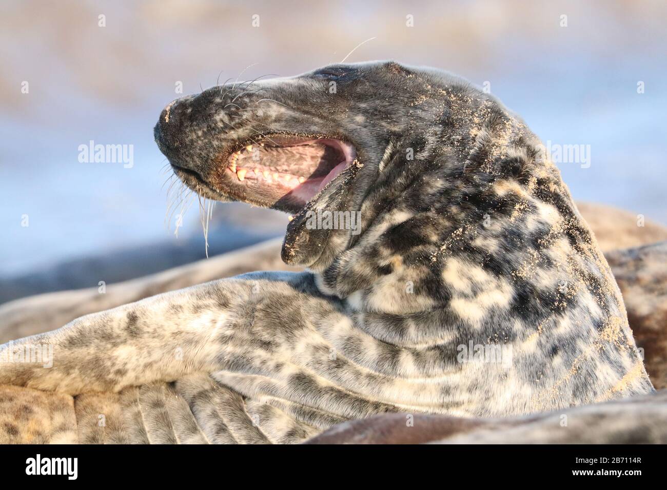 Wildlife seal teeth hi-res stock photography and images - Alamy