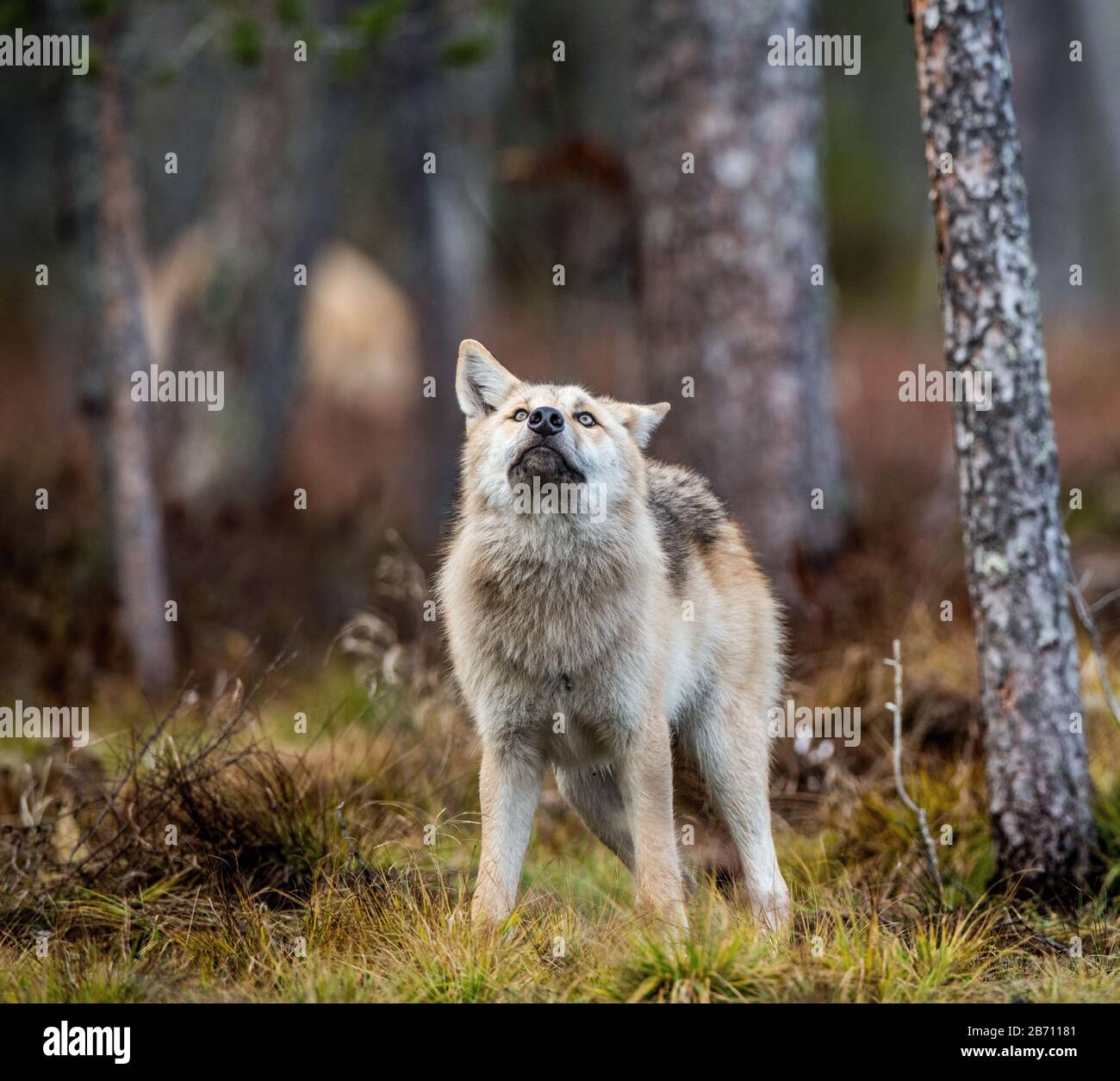 Eurasian wolf, also known as the gray or grey wolf also known as Timber ...