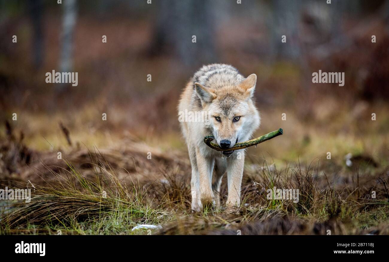 The wolf holds a bone in its mouth and walks through the forest ...