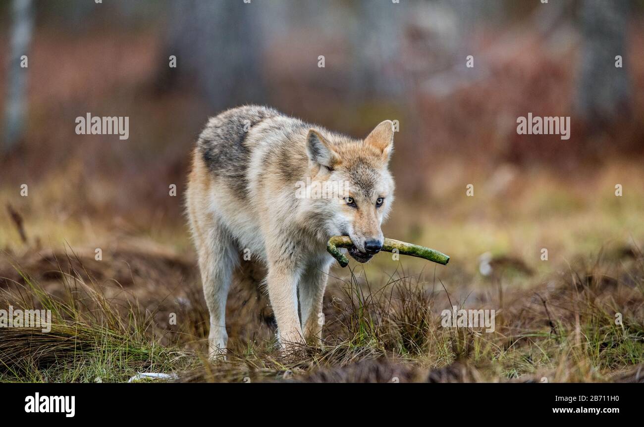 The wolf holds a bone in its mouth and walks through the forest ...