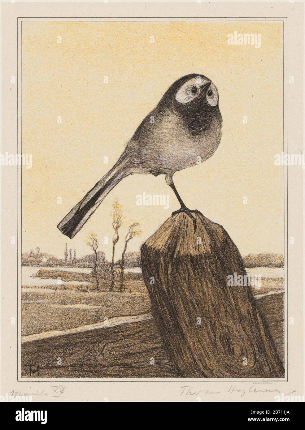 Songbird characteristics hi-res stock photography and images - Alamy