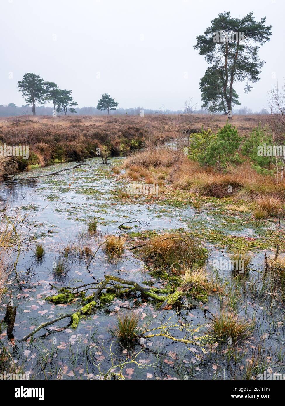 Moor germany fog hi-res stock photography and images - Alamy