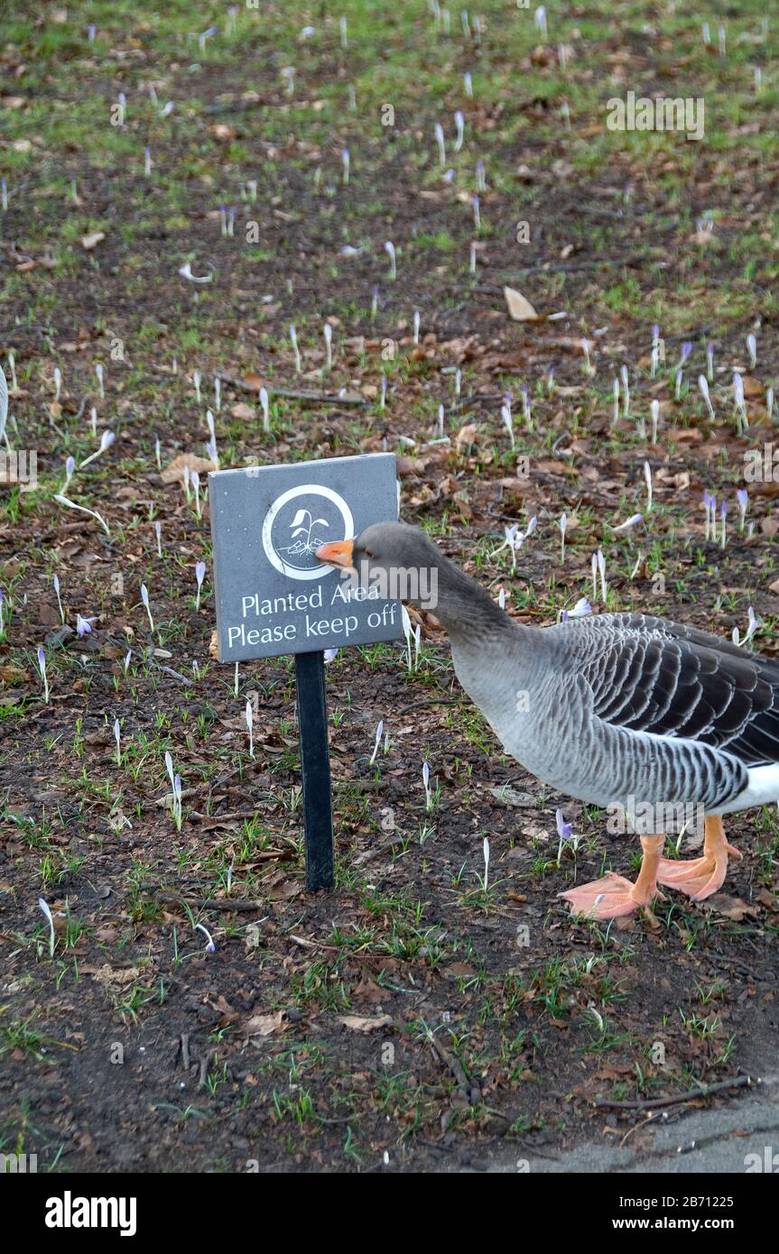 Funny keep off grass sign hi-res stock photography and images - Alamy