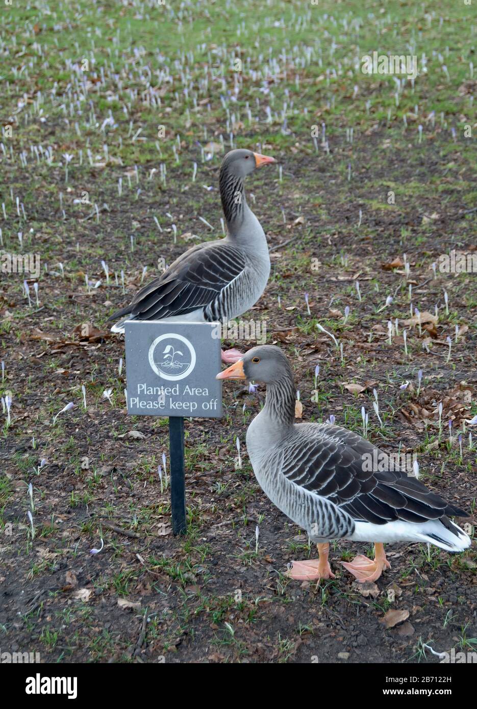 Laughing goose hi-res stock photography and images - Alamy