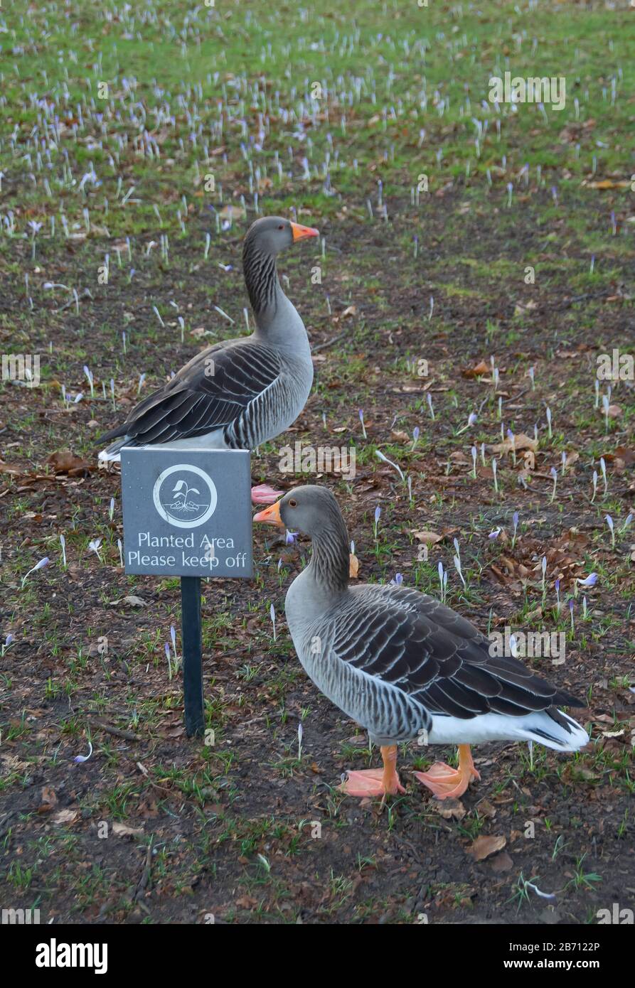 Funny goose hi-res stock photography and images - Alamy