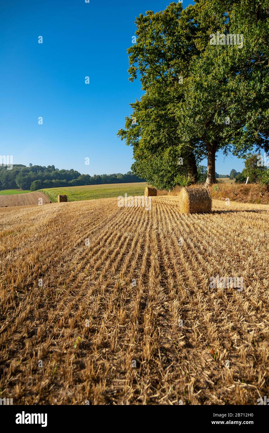 Weather wheatfield yellow hi-res stock photography and images - Alamy