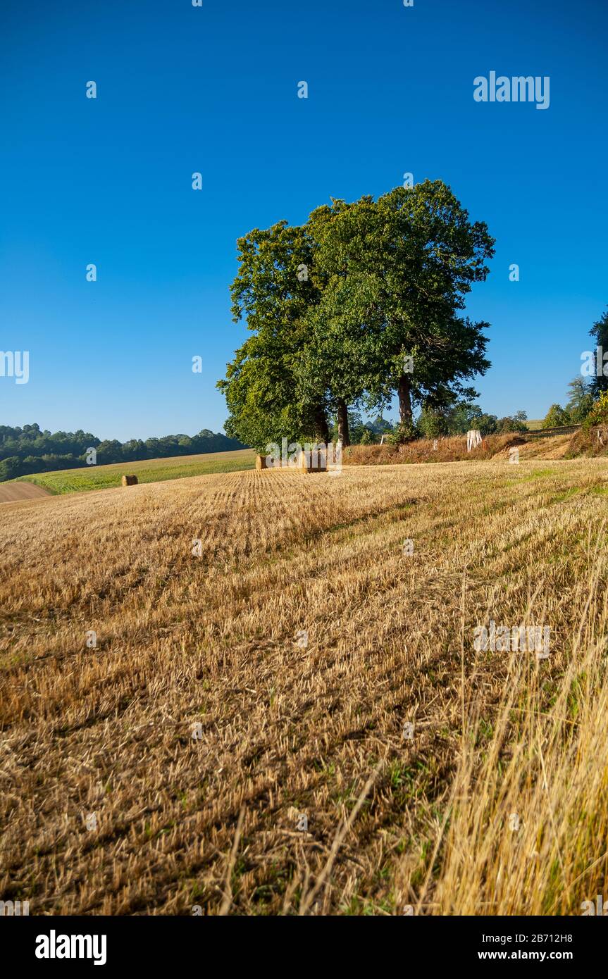 Weather wheatfield yellow hi-res stock photography and images - Alamy